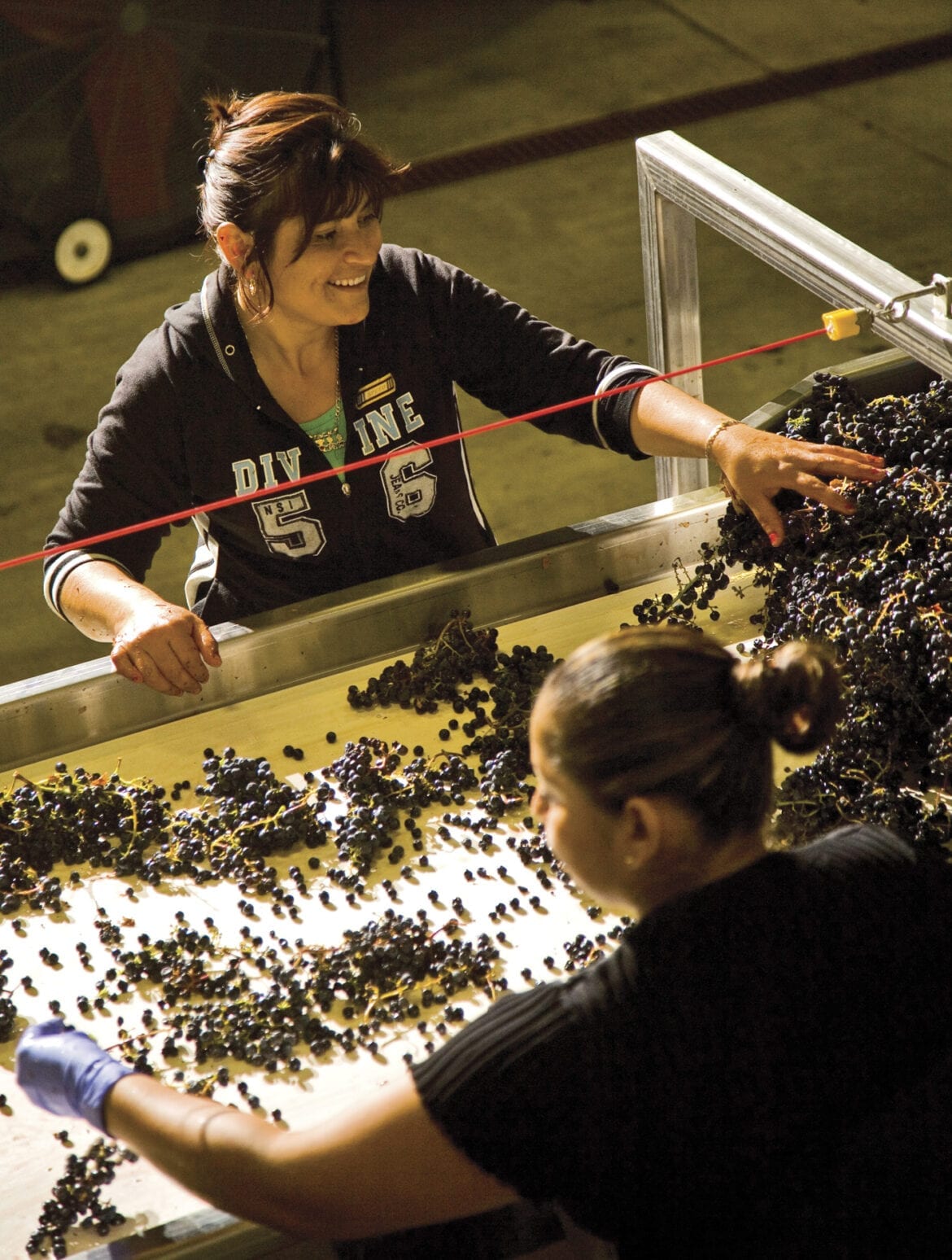 What Happens at the Sorting Table? - Wine 365