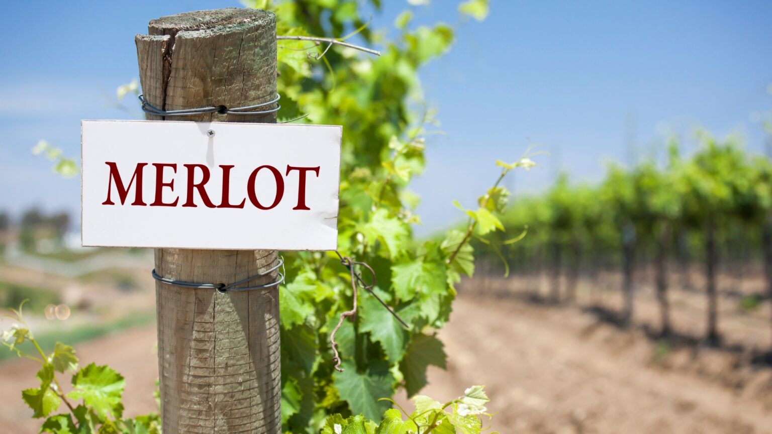 Cheers to International Merlot Day! Our Top Merlot Picks & Fun Facts to ...