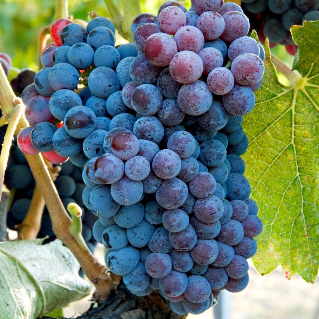 Why is Rosé Pink? A Guide to Rosé - Wine 365