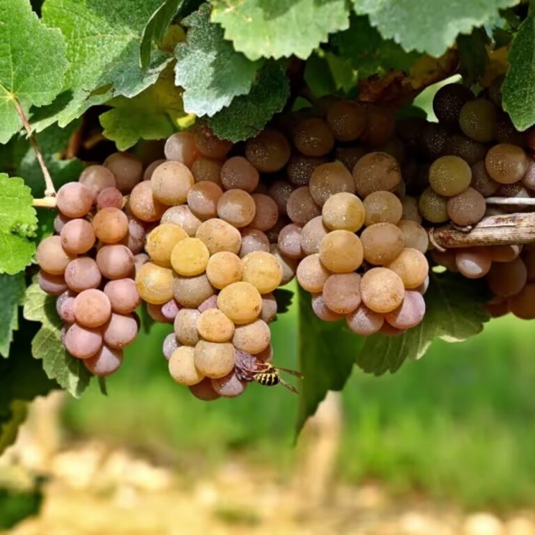 Happy National Pinot Grigio Day! Here are 5 Pinot Grigio's to Toast the ...